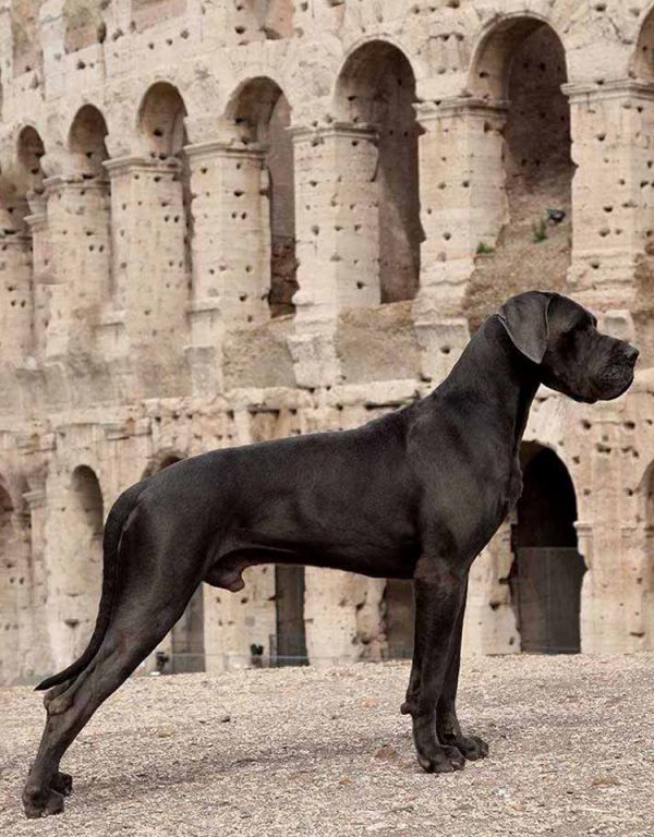 Maschi di Alano - Allevamento Alani Roma Imperiale