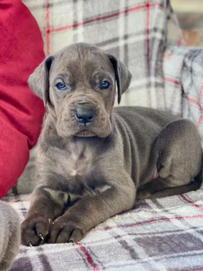 Cuccioli di alano - Allevamento Alani Roma Imperiale